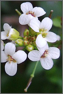 Irish Wildflowers - Narrow-fruited Water-cress, Nasturtium microphyllum ...