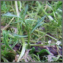 Irish Wildflowers - Lesser Marshwort