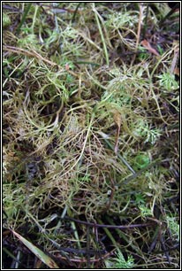 Irish Wildflowers - Lesser Marshwort, Apium inundatum