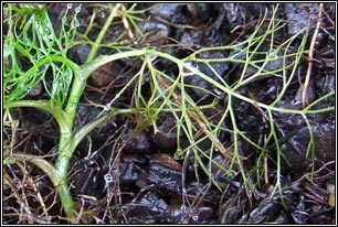 Irish Wildflowers - Lesser Marshwort, Apium inundatum