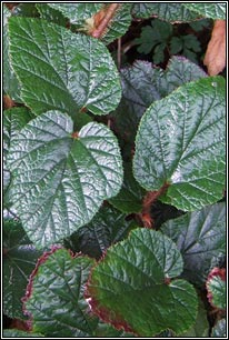 Irish Wildflowers - Chinese Bramble