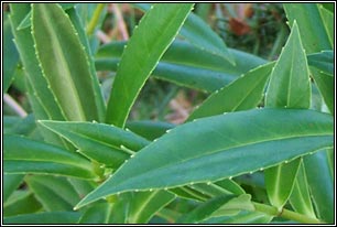 Irish Wildflowers - Koromiko, Hebe salicifolia