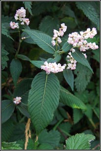 Irish Wildflowers - Lesser Knotweed, Persicaria campanulata