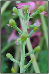 Irish Wildflowers - Tall Ramping-fumitory, Fumaria bastardii