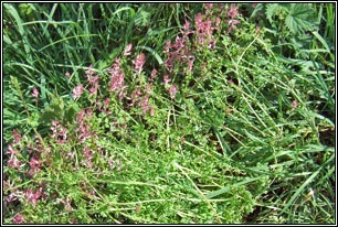 Irish Wildflowers - Tall Ramping-fumitory, Fumaria bastardii