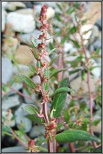 Irish Wildflowers - Babingtons Orache, Atriplex glabriuscula