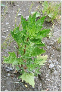 Irish Wildflowers - Red Goosefoot, Chenopodium rubrum