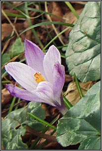 Irish Wildflowers - Crocus