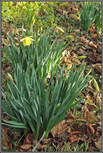 Irish Wildflowers - Daffodils