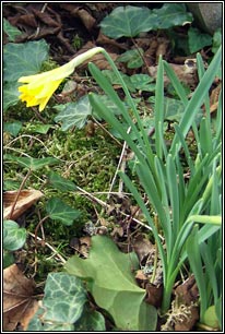 Irish Wildflowers - Daffodils