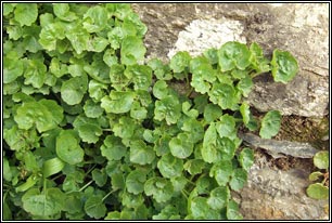 Irish Wildflowers - Adria Bellflower, Campanula portenschlagiana