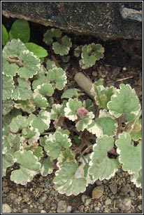 Irish Wildflowers - Variegated Ground-ivy