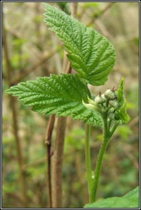 Irish Wildflowers - Raspberry, Rubus idaeus