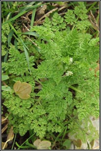 Irish Wildflowers - Bur Chervil, Anthriscus caucalis
