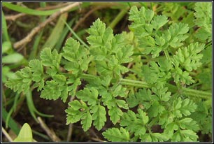 Irish Wildflowers - Bur Chervil, Anthriscus caucalis
