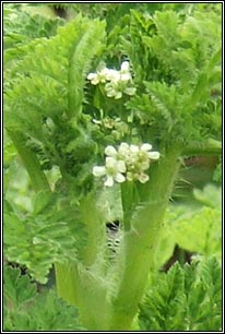 Irish Wildflowers - Bur Chervil, Anthriscus caucalis