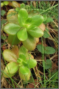 Irish Wildflowers - Lesser Mexican Stonecrop