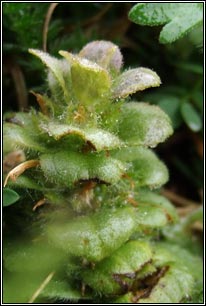 Irish Wildflowers - Pyramidal Bugle