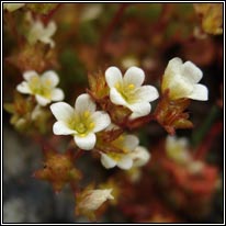 Irish Wildflowers - Irish Saxifrage, Saxifraga rosacea