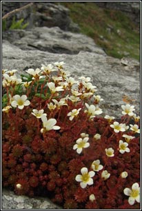 Irish Wildflowers - Irish Saxifrage, Saxifraga rosacea