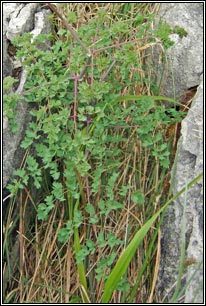 Irish Wildflowers - Lesser Meadow-rue