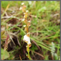 Irish Wildflowers - Marsh Arrowgrass, Triglochin palustris