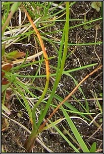 Irish Wildflowers - Marsh Arrowgrass, Triglochin palustris