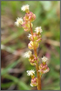 Irish Wildflowers - Marsh Arrowgrass, Triglochin palustris