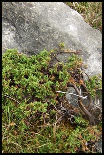 Irish Wildflowers - Juniper, Juniperus communis