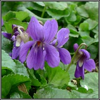 Irish Wildflowers - Sweet Violet, Viola odorata