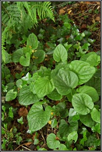 Irish Wildflowers - Sweet Violet, Viola odorata