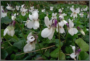 Irish Wildflowers - Sweet Violet, Viola odorata
