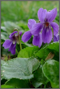 Irish Wildflowers - Sweet Violet, Viola odorata