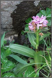 Irish Wildflowers - Irish Marsh Orchid var kerryensis
