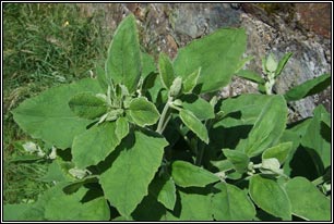 Irish Wildflowers - Wood Burdock, Arctium nemorosum