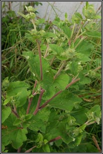 Irish Wildflowers - Wood Burdock, Arctium nemorosum
