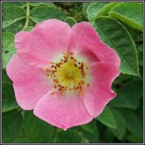 Irish Wildflowers - Sherard's Downy-rose, Rosa sherardii