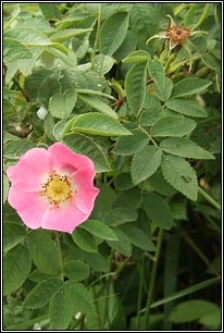 Irish Wildflowers - Sherard's Downy-rose, Rosa sherardii