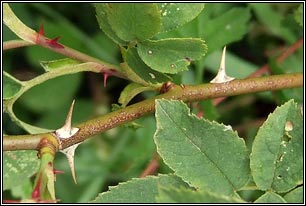 Irish Wildflowers - Sherard's Downy-rose, Rosa sherardii