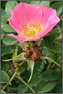 Irish Wildflowers - Sherard's Downy-rose, Rosa sherardii
