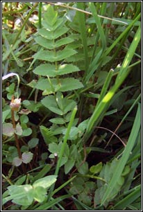 Irish Wildflowers - Lesser Water-parsnip, Berula erecta
