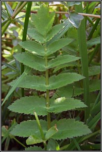 Irish Wildflowers - Lesser Water-parsnip, Berula erecta