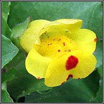 Irish Wildflowers - Hybrid Monkey-flower