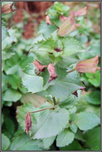 Irish Wildflowers - Hybrid Monkey-flower