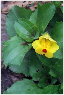 Irish Wildflowers - Hybrid Monkey-flower