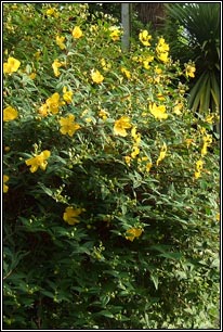 Irish Wildflowers - St.Johns-wort 'Hidcote'