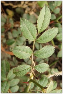 Irish Wildflowers - Small-leaved Sweet-briar