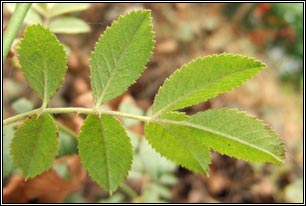 Irish Wildflowers - Small-leaved Sweet-briar, Rosa agrestis