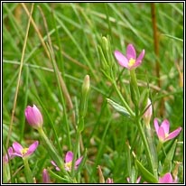 Irish Wildflowers - Lesser Centaury, Centaurium pulchellum