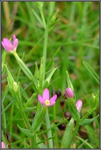 Irish Wildflowers - Lesser Centaury, Centaurium pulchellum